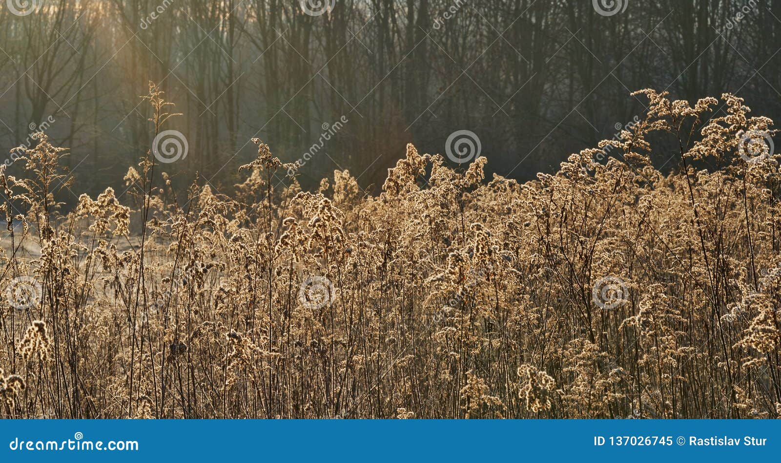 Plantas Secas Y Salida Del Sol Imagen de archivo - Imagen de seco ...