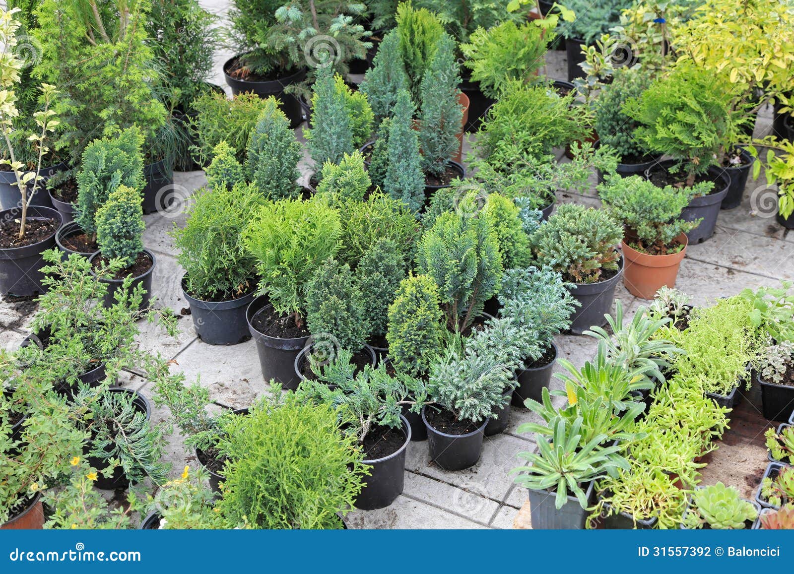 Plantas sempre-verdes foto de stock. Imagem de potenciômetros - 31557392