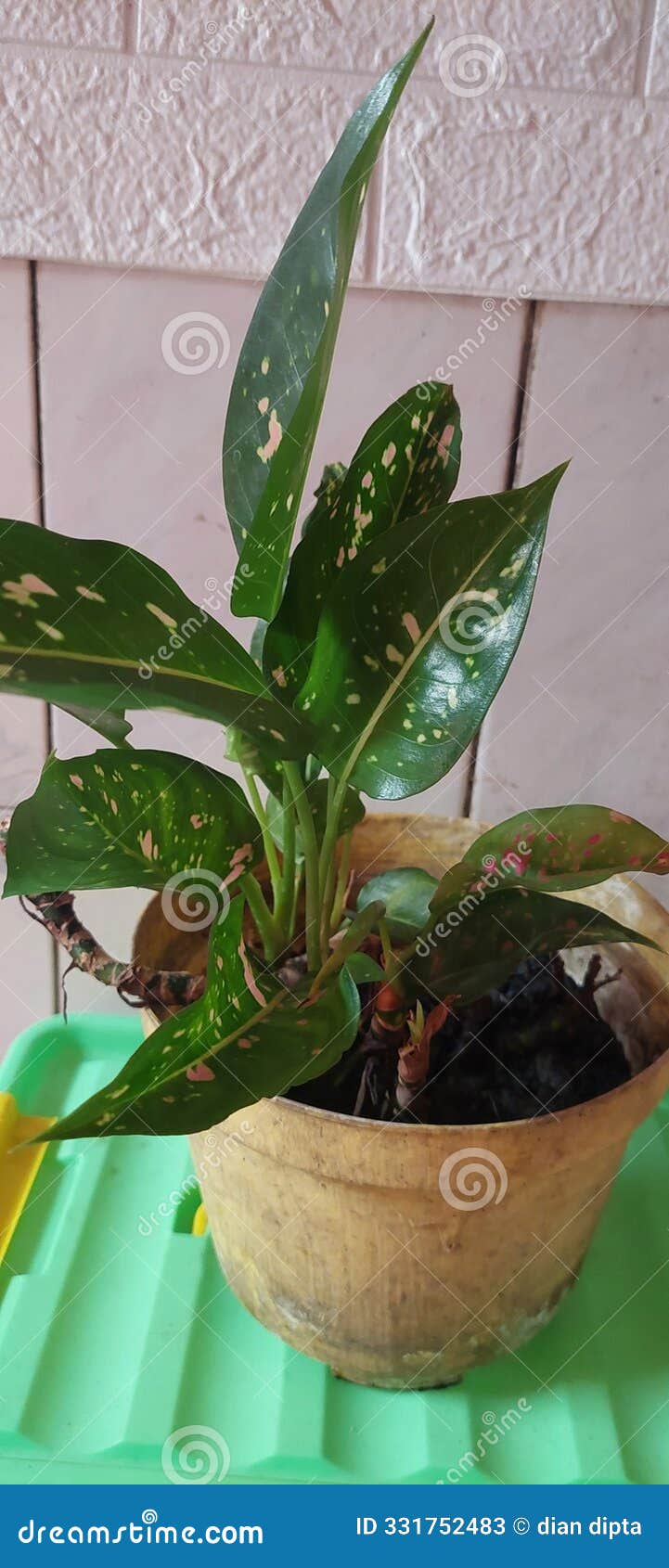 Plantas Simples De Hojas Ornamentales Imagen de archivo - Imagen de ...