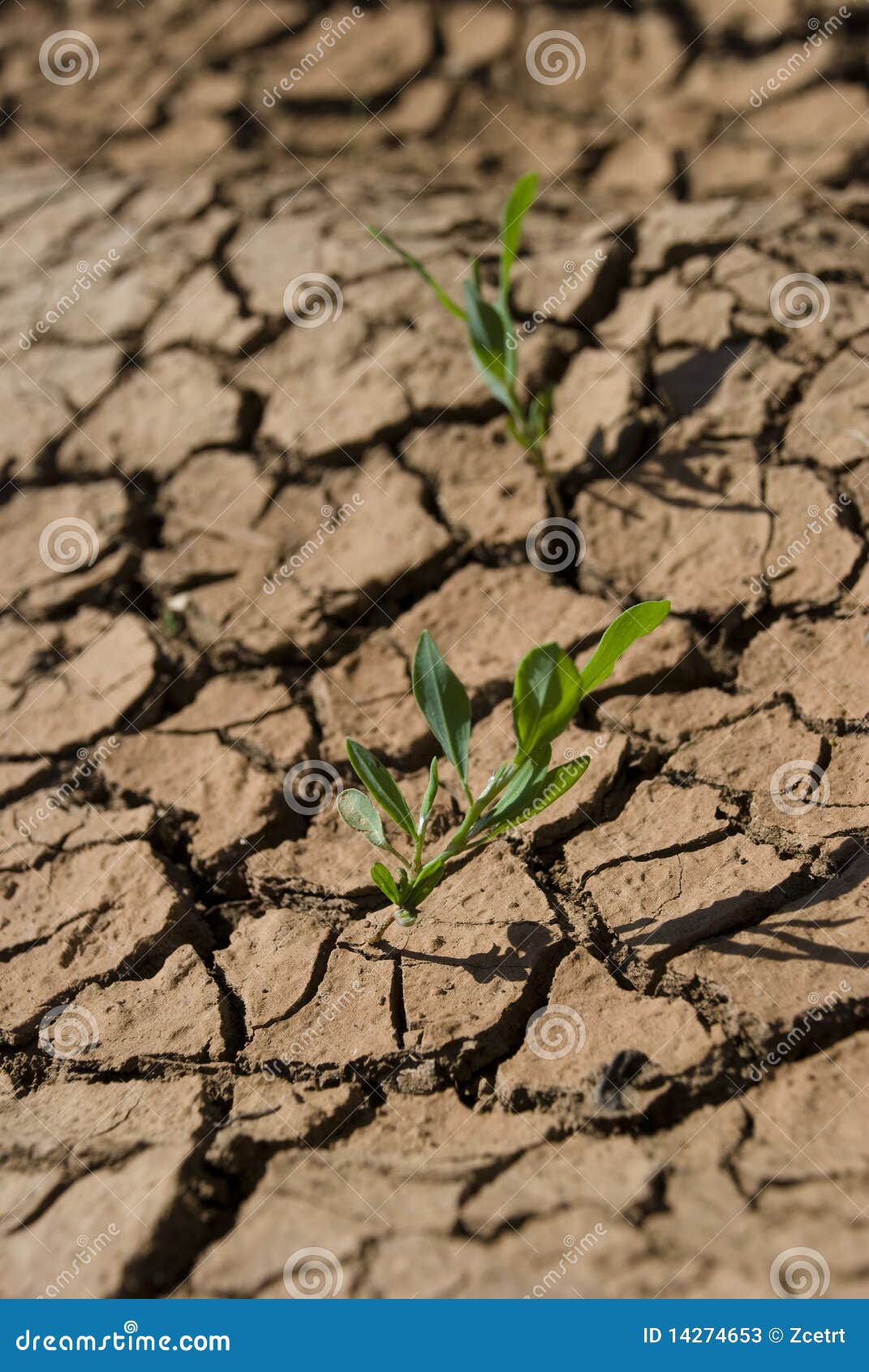 Plantas Solas En Suelo Seco Imagen de archivo - Imagen de piedra, fondo ...