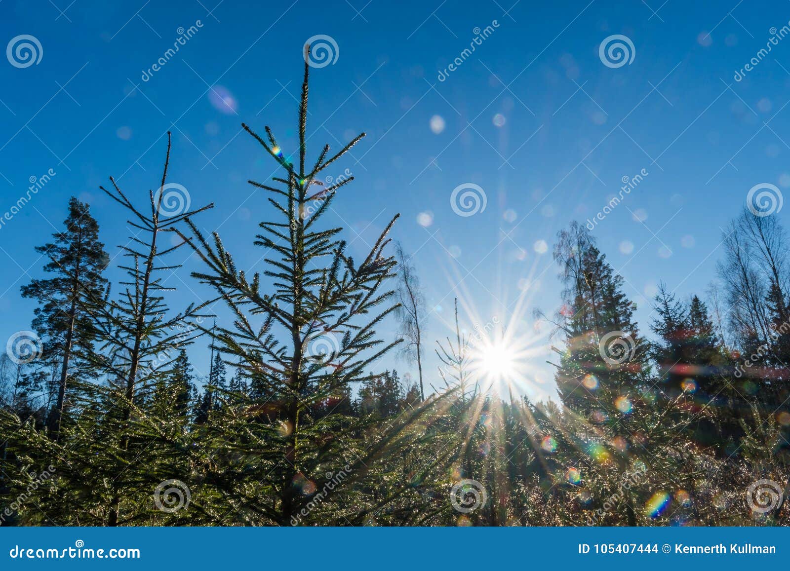 Plantas Spruce Debajo De Un Cielo Azul Foto de archivo - Imagen de ...