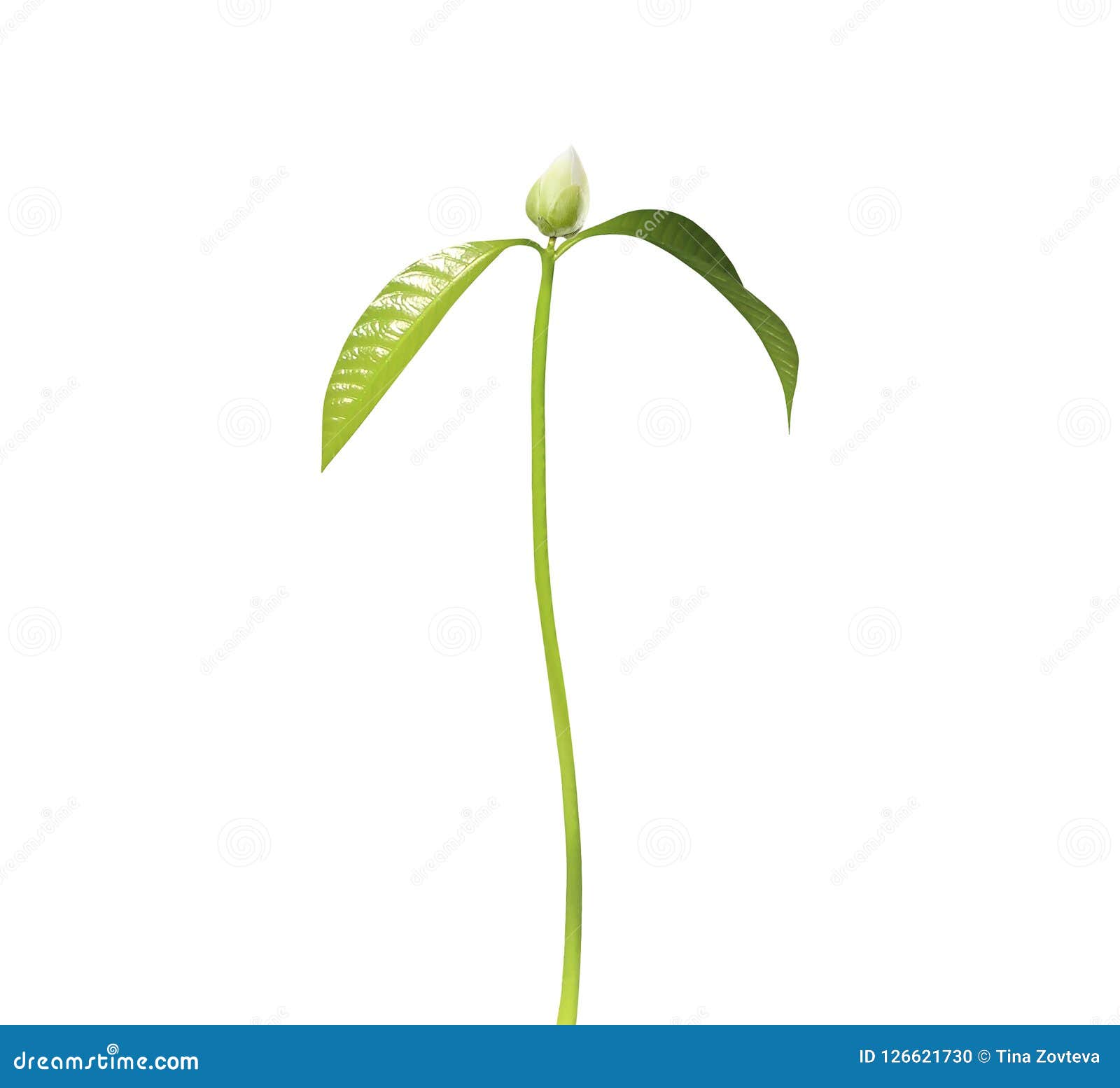 Plantas Verdes Do Broto Da Flor Foto de Stock - Imagem de isolado ...