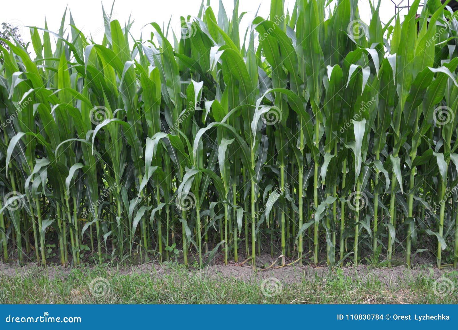Plantas Verdes Do Milho Novo Foto de Stock - Imagem de agricultura ...
