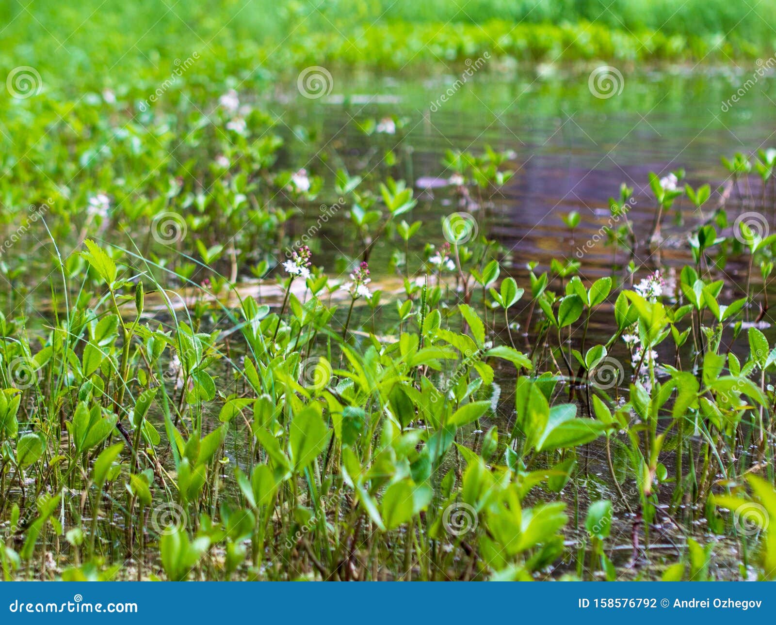 Plantas verdes en el lago foto de archivo. Imagen de fresco - 158576792