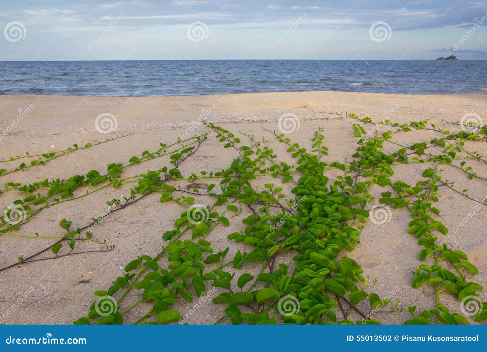 Plantas verdes en la playa foto de archivo. Imagen de escénico - 55013502