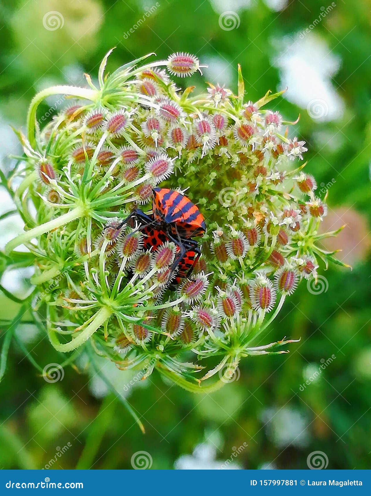 Plantas y animales imagen de archivo. Imagen de animales - 157997881