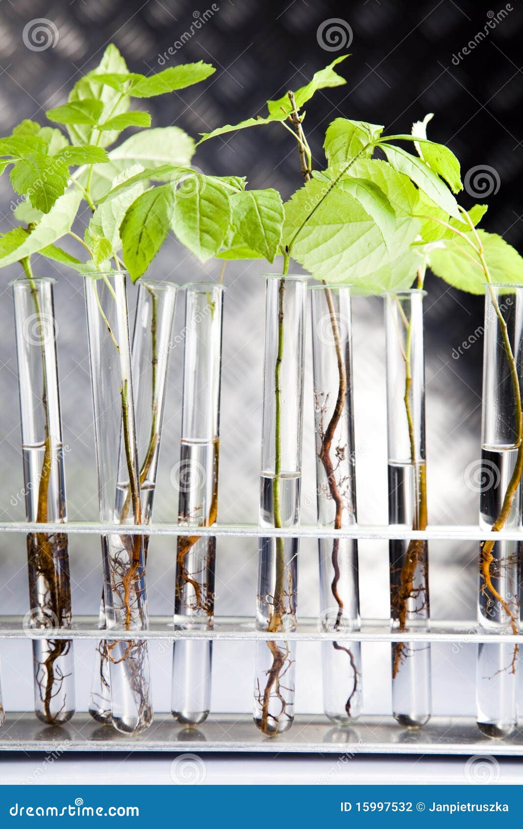 Plantas y laboratorio foto de archivo. Imagen de flora - 15997532