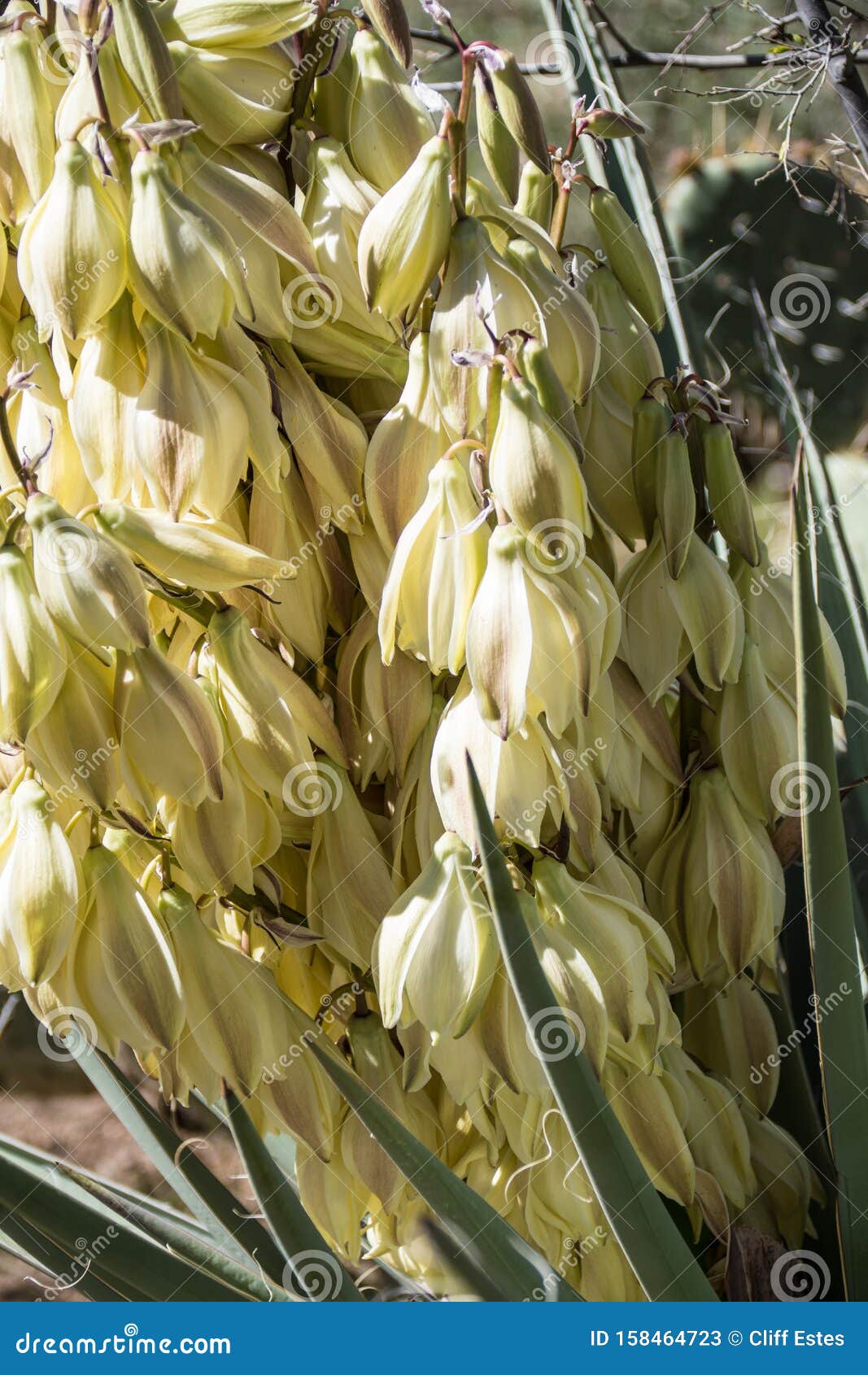 Plantas Yucca En El Castillo De Montezuma Imagen de archivo - Imagen de ...