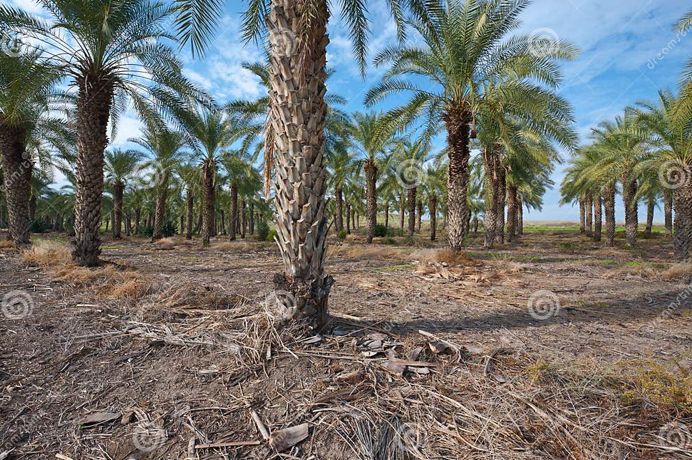 Plantation stock image. Image of furrow, jordan, ecology - 28321841