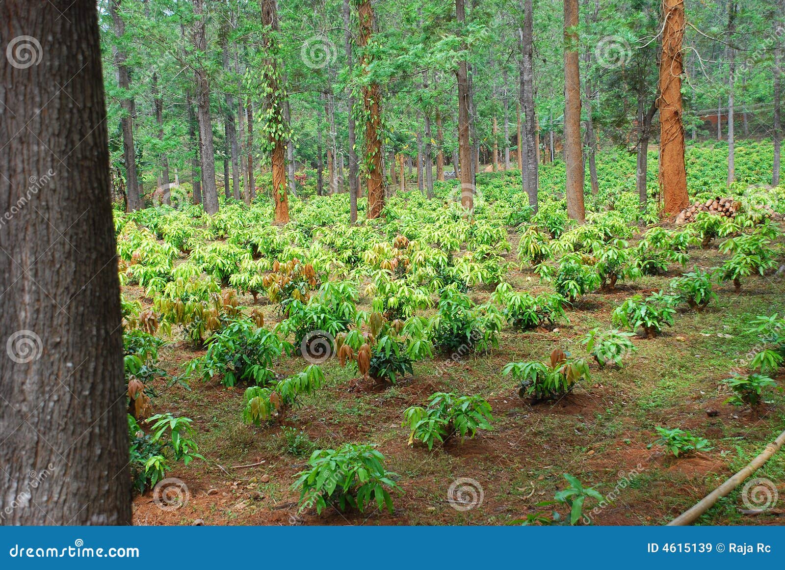 Plantation stock image. Image of herbal, horticulture - 4615139