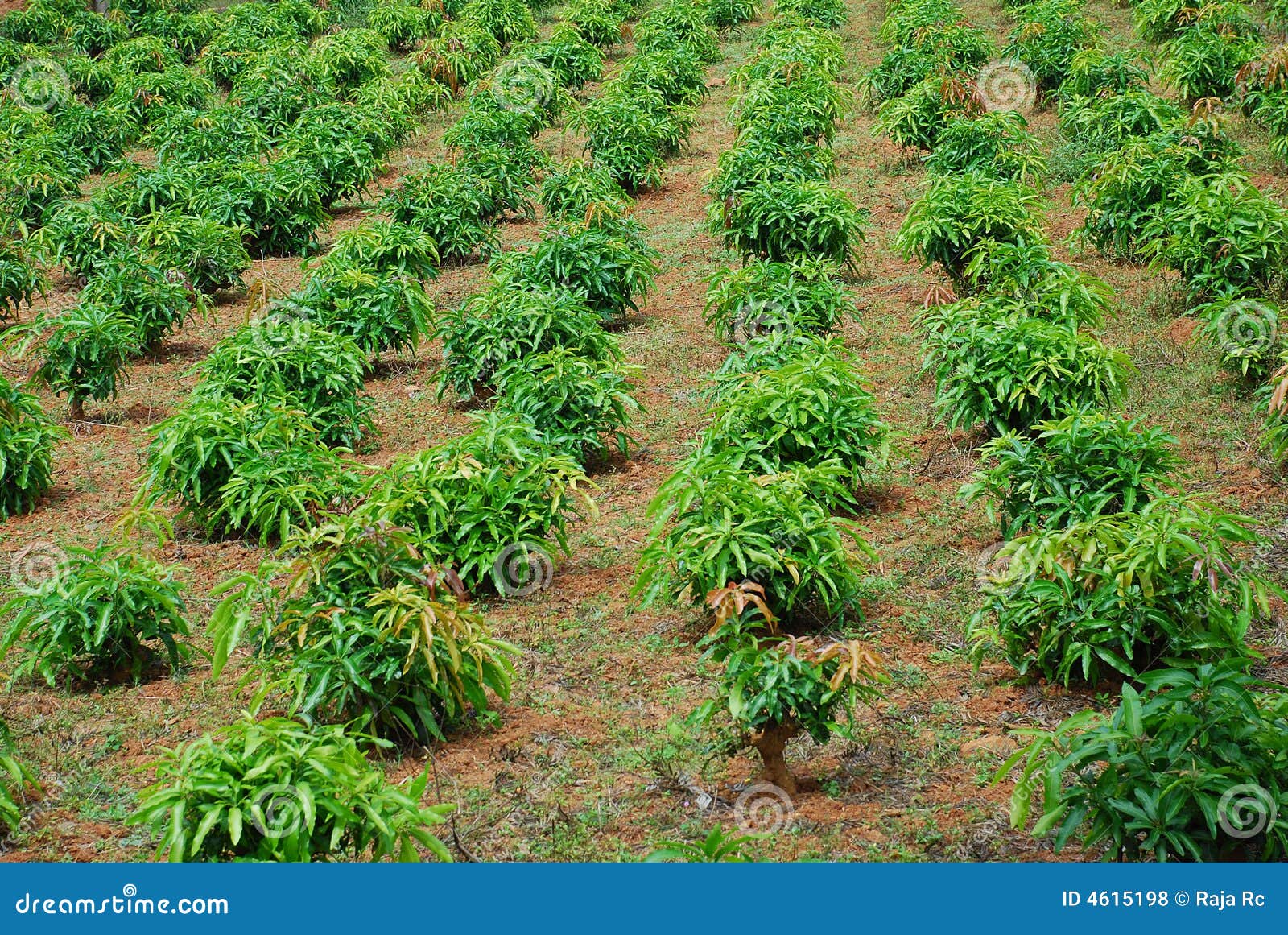 Plantation stock photo. Image of fruits, mango, bags, leafs - 4615198