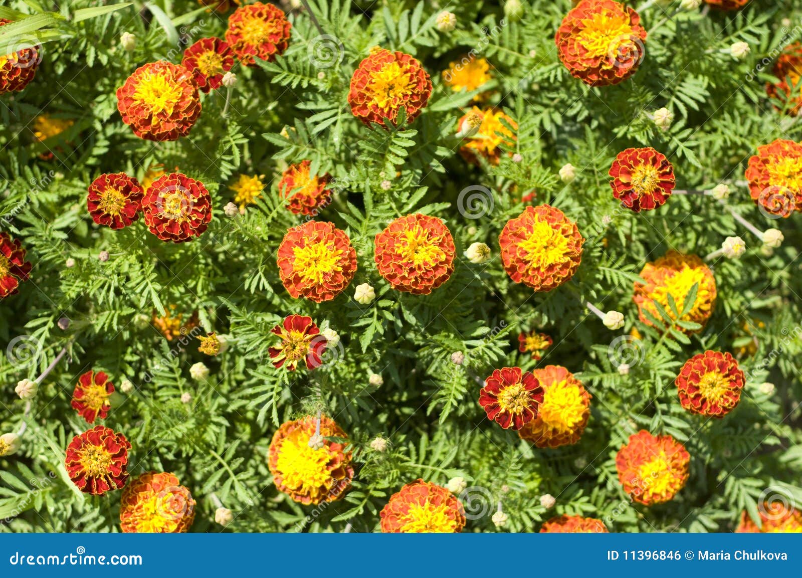 Plantation of Beautiful Spring Flowers Stock Photo - Image of growth ...