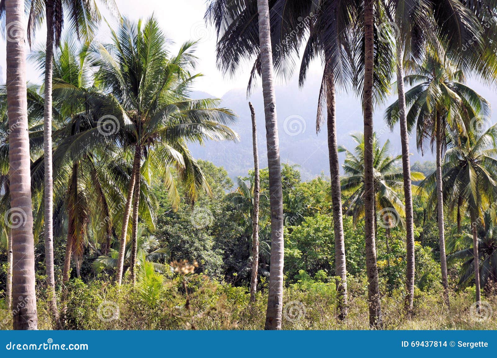Plantation of Coconut Trees. Farm. Palawan Island. Stock Photo - Image ...