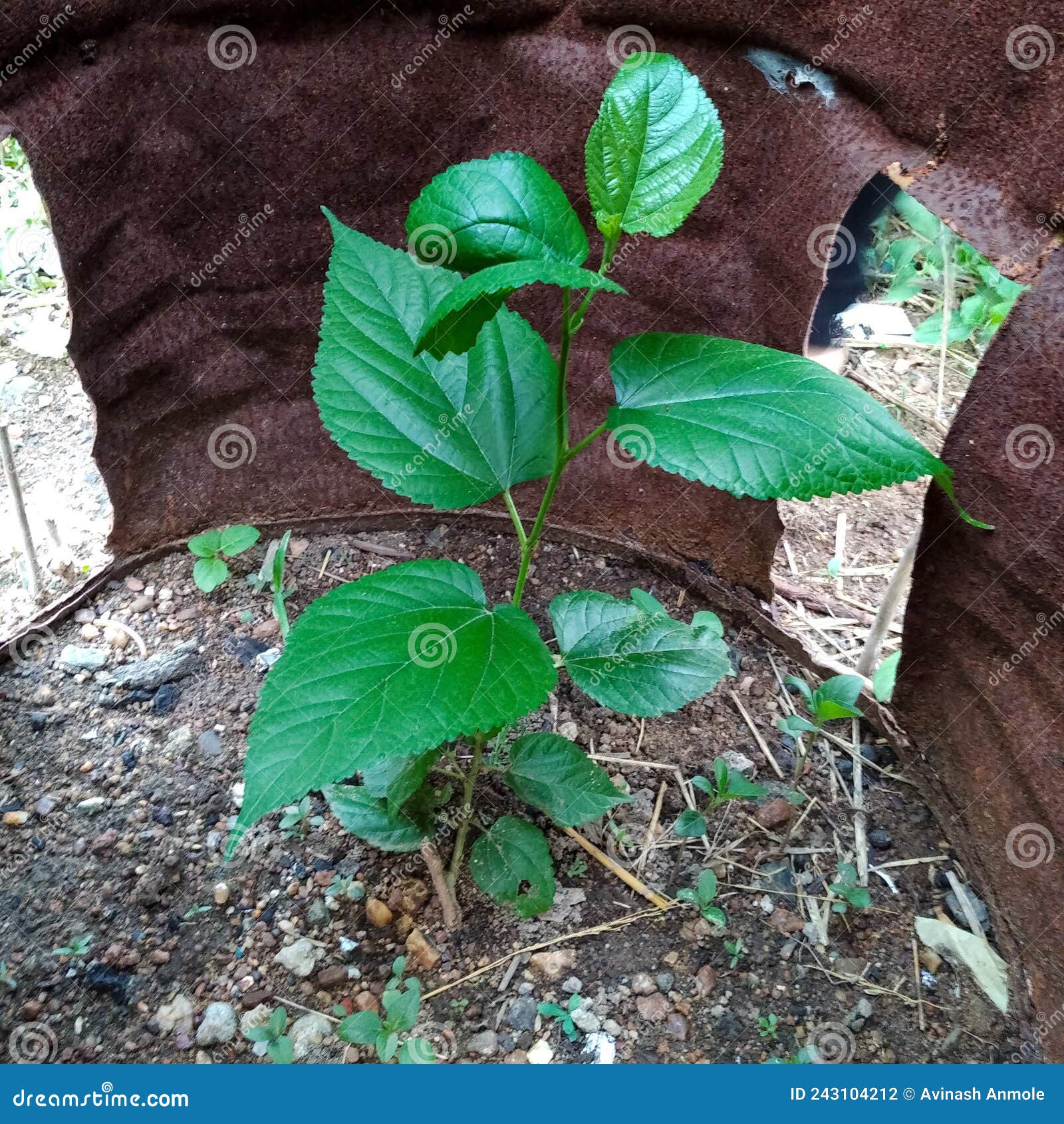 Plantation and compound stock photo. Image of compound - 243104212