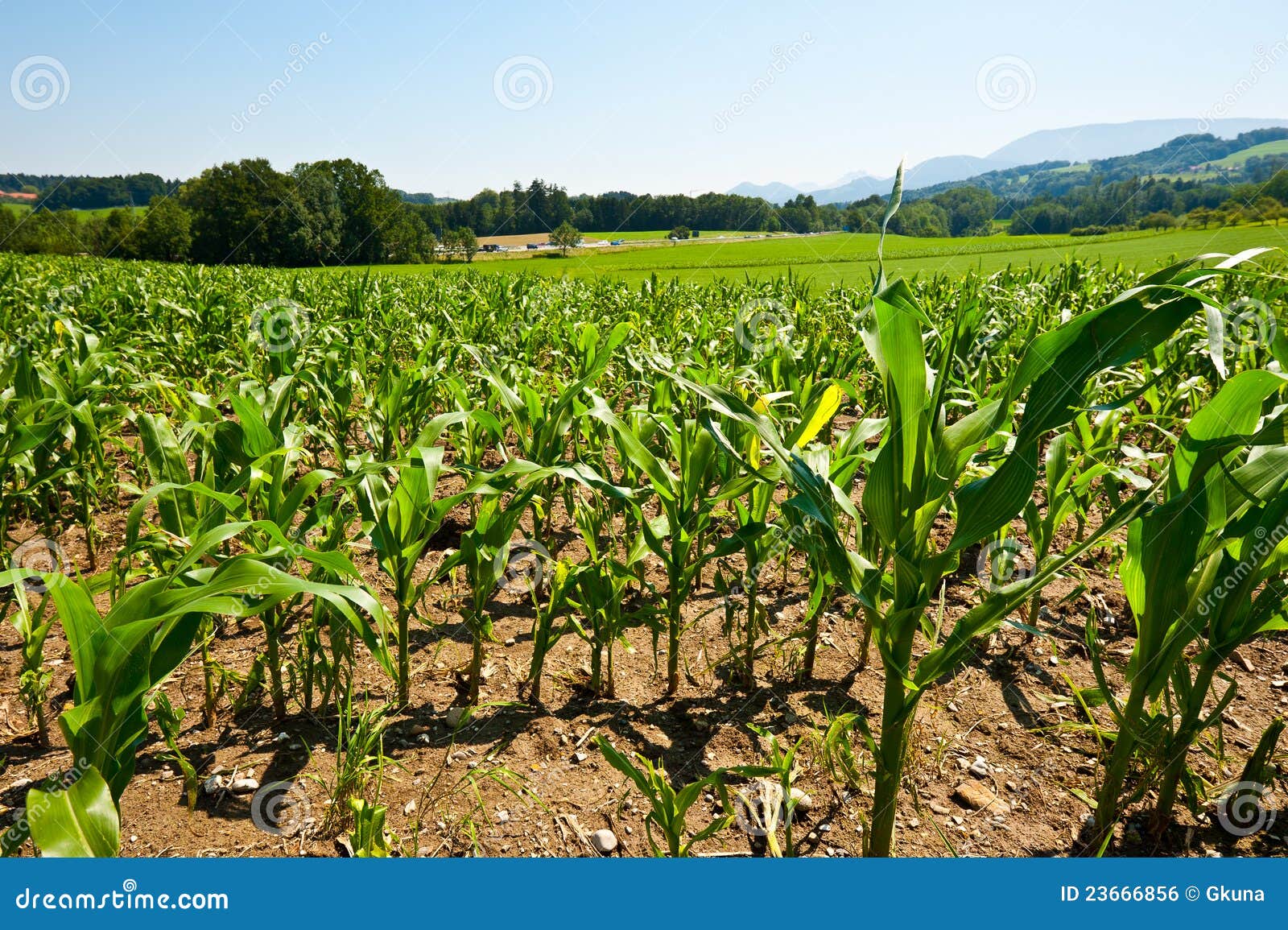 Plantation of Corn stock photo. Image of agriculture - 23666856