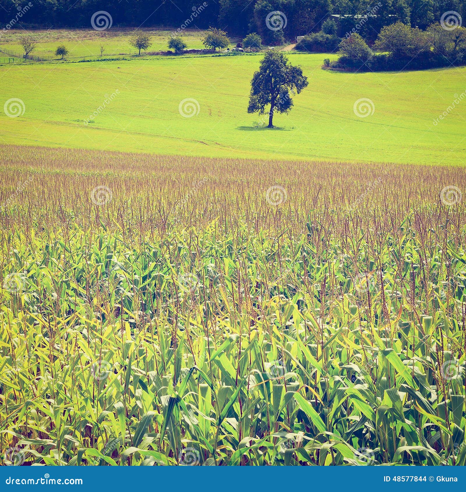 Plantation of Corn stock photo. Image of green, land - 48577844