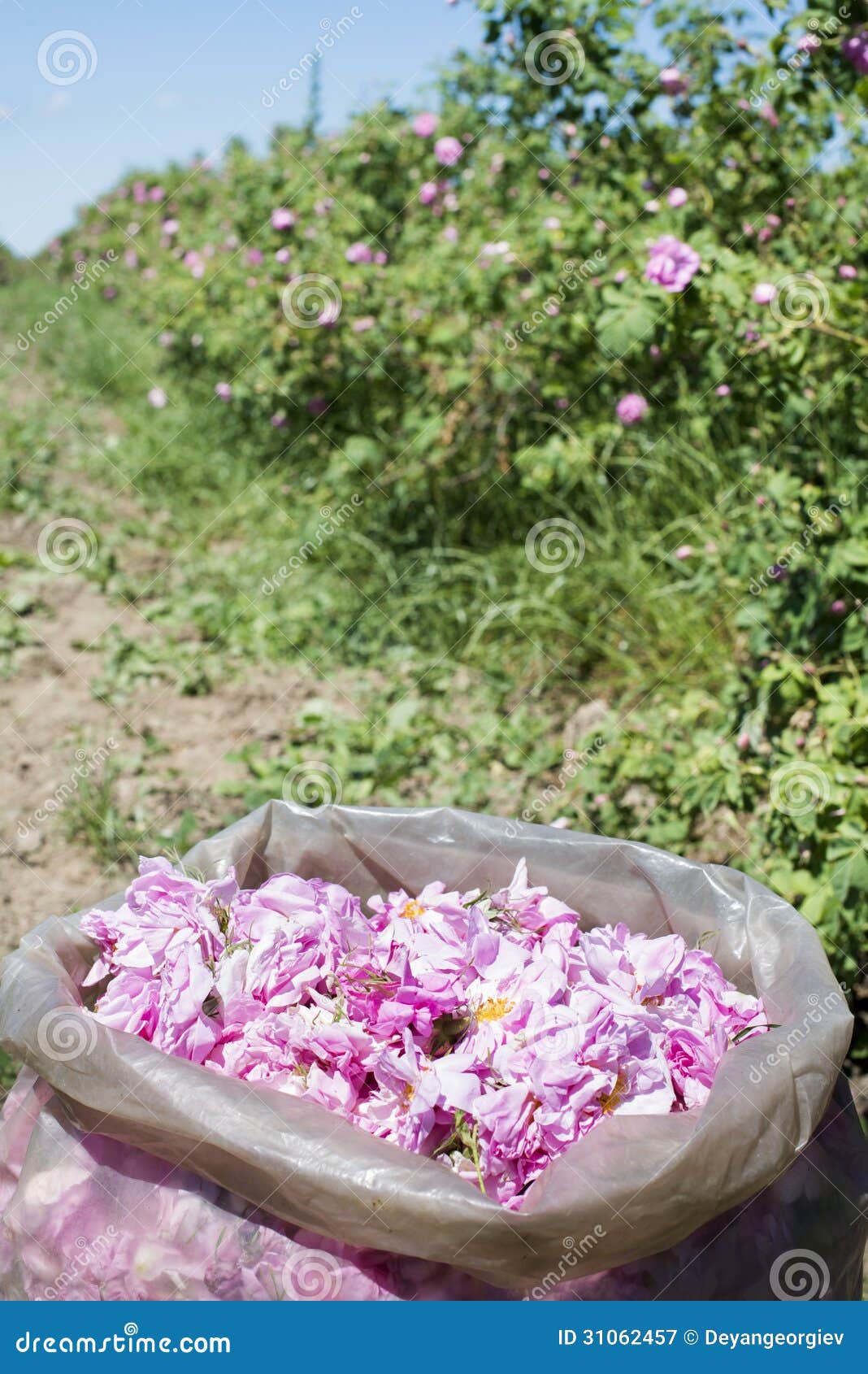 Plantation crops roses stock image. Image of organic - 31062457