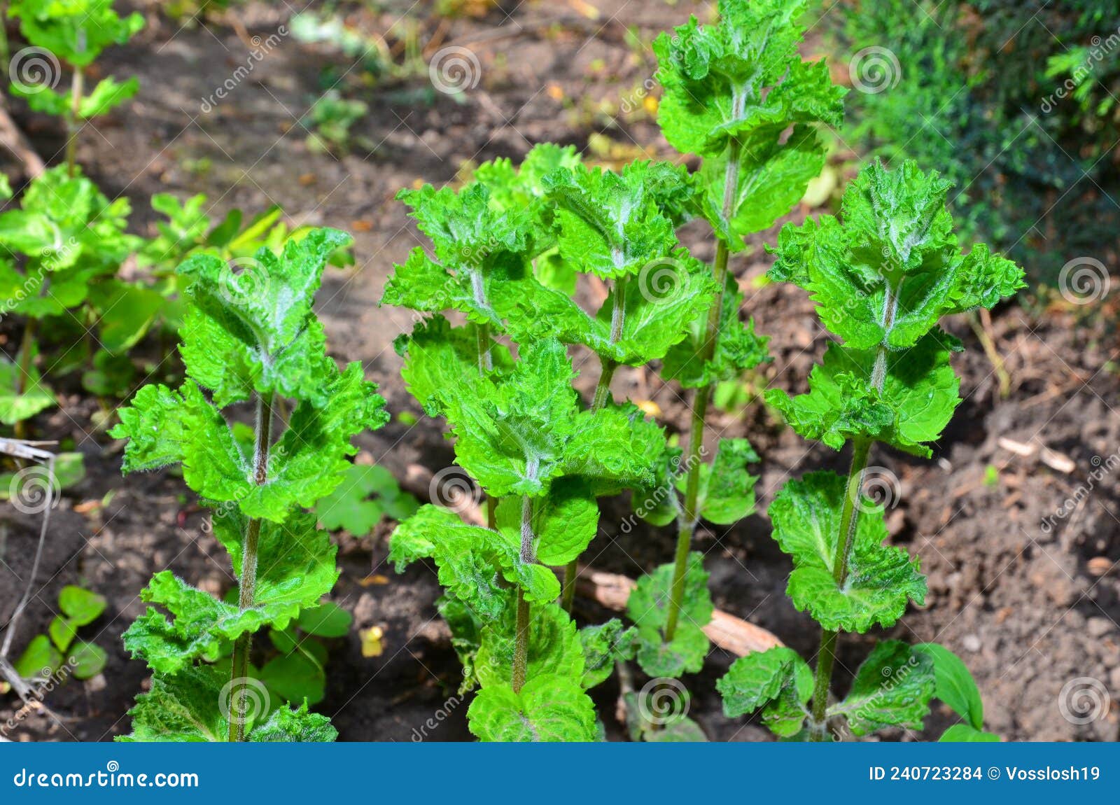 Garden Plot with Growing Fresh Curly Mint. Stock Photo - Image of aroma ...