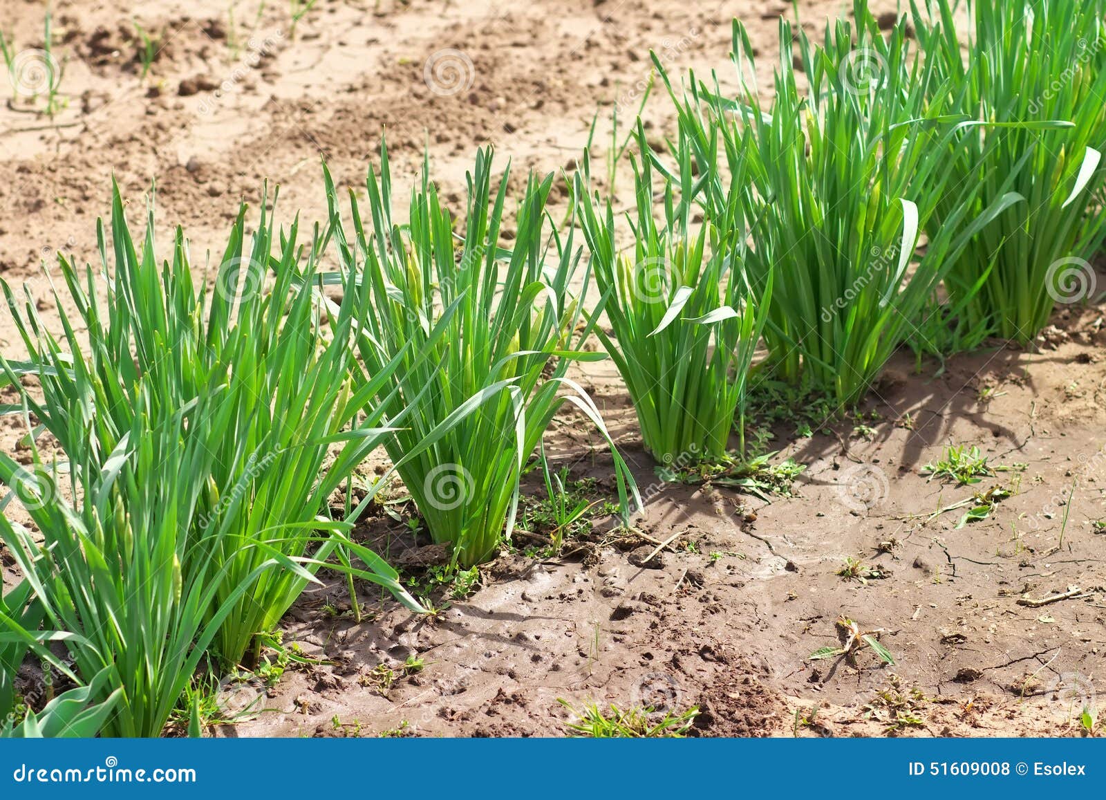 Plantation D Ail Dans Le Potager Photos Stock - Téléchargez 140 Photos ...