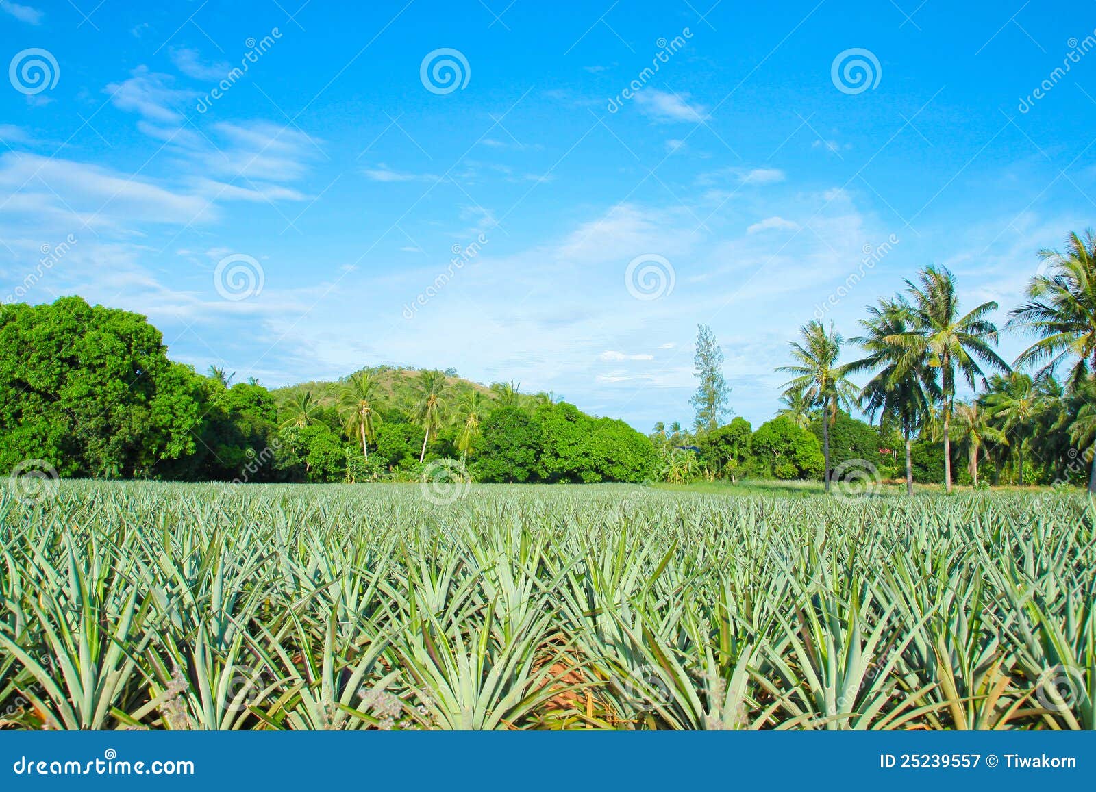 Plantation d'ananas. image stock. Image du vert, ciel - 25239557