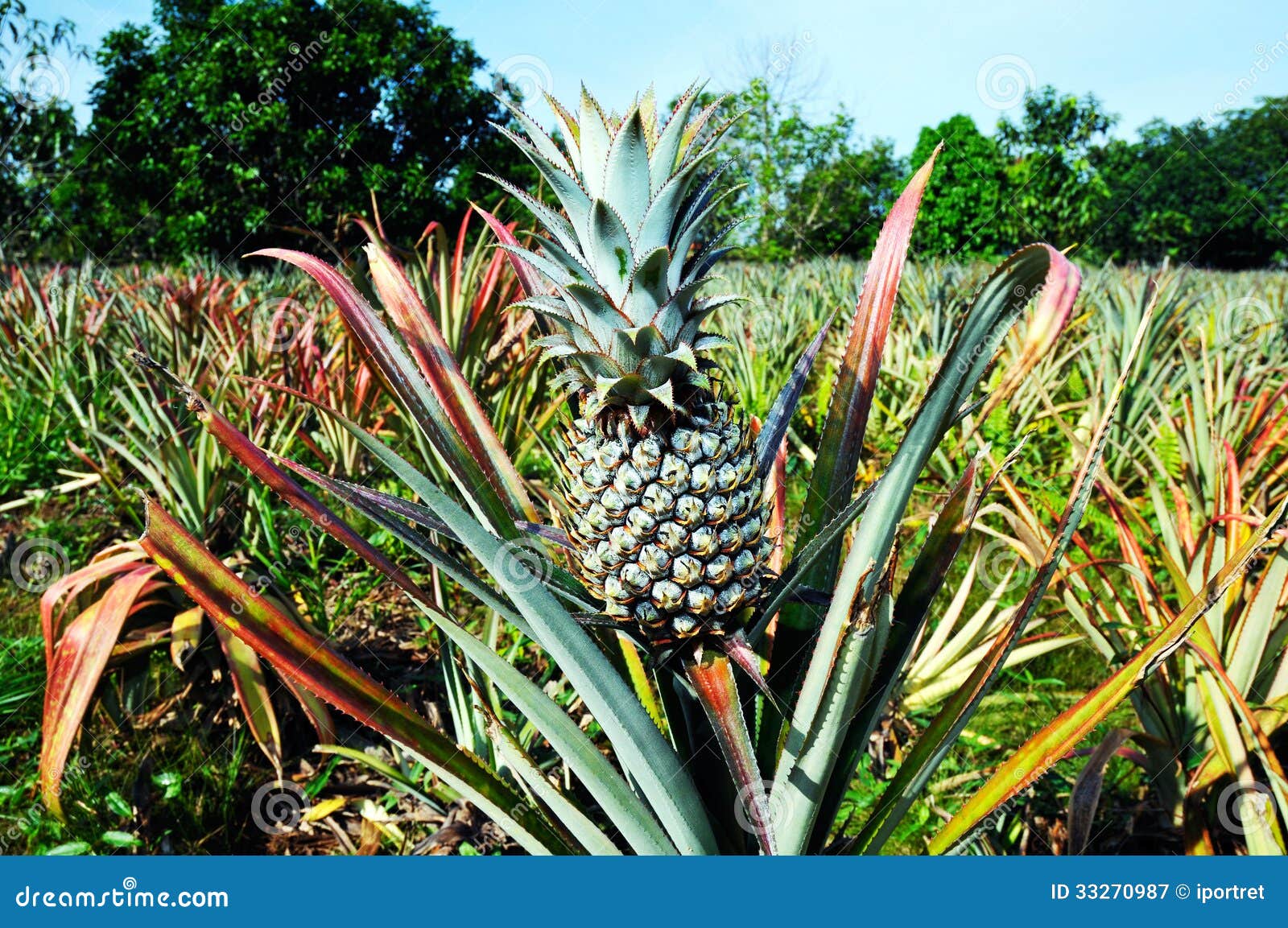 Plantation d'ananas image stock. Image du nature, ferme - 33270987