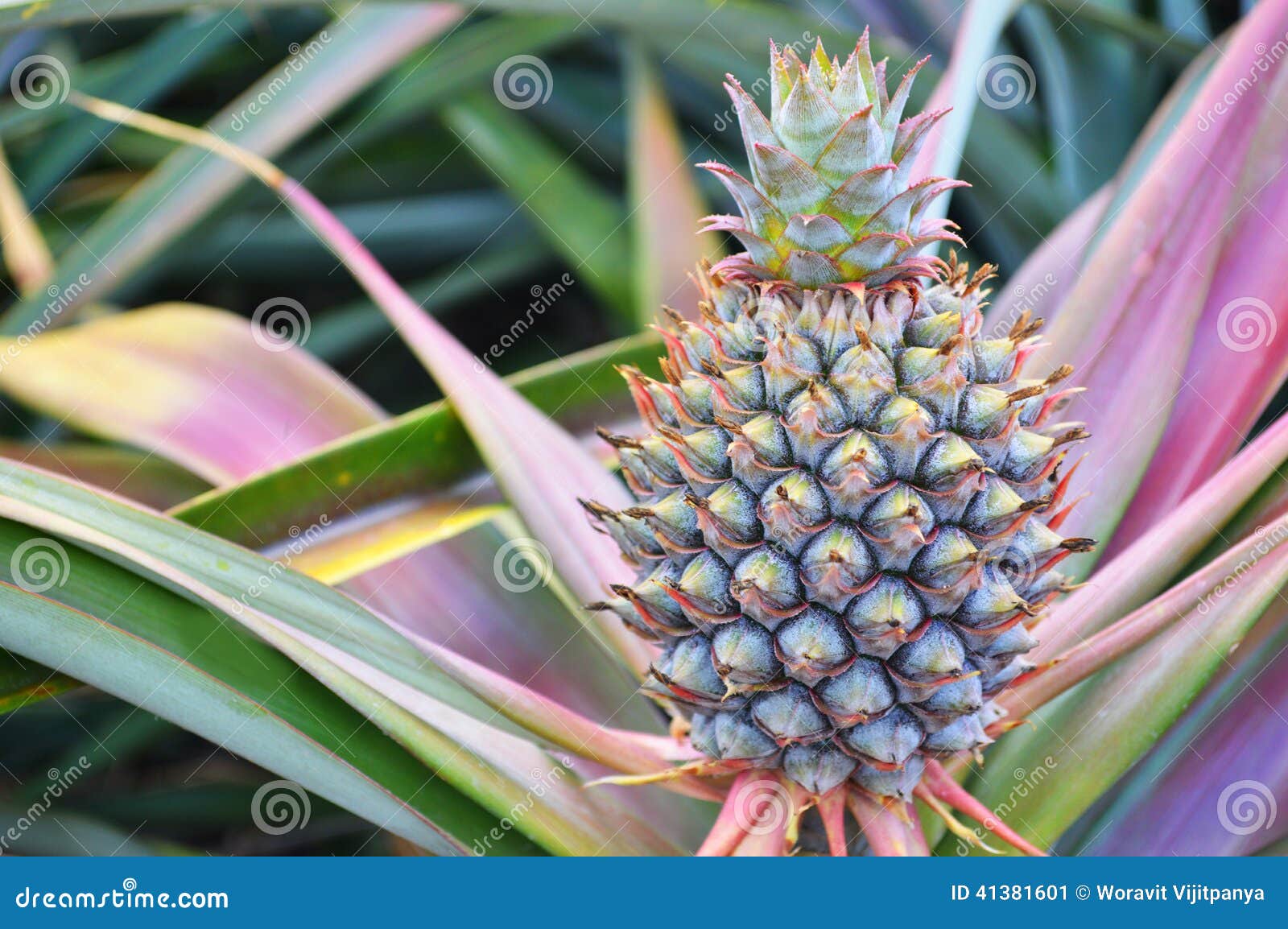 Plantation d'ananas image stock. Image du cultivé, ananas - 41381601