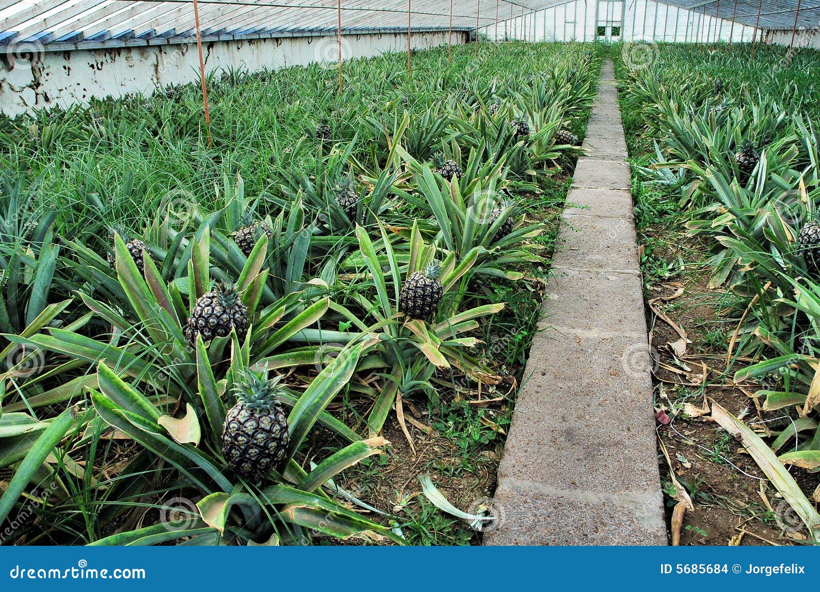 Plantation d'ananas photo stock. Image du ferme, structure - 5685684