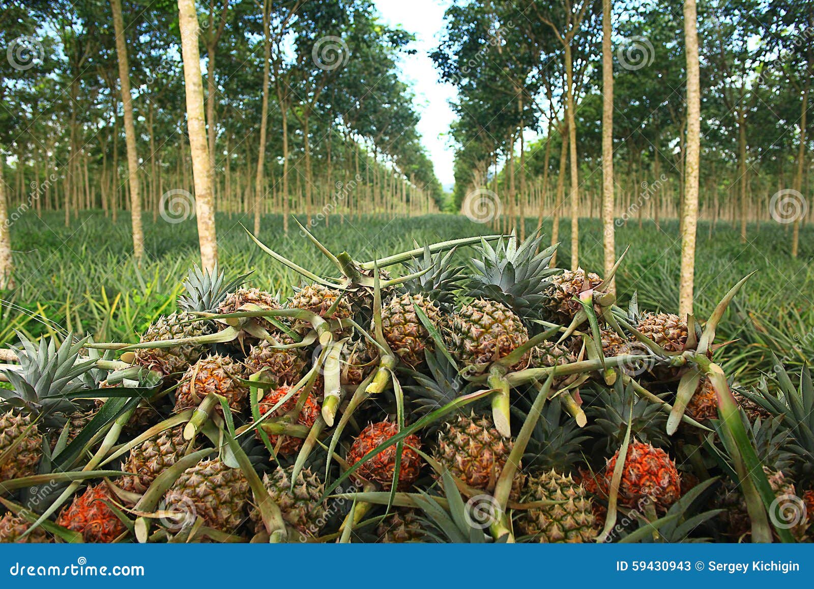 Plantation d'ananas image stock. Image du agriculture - 59430943