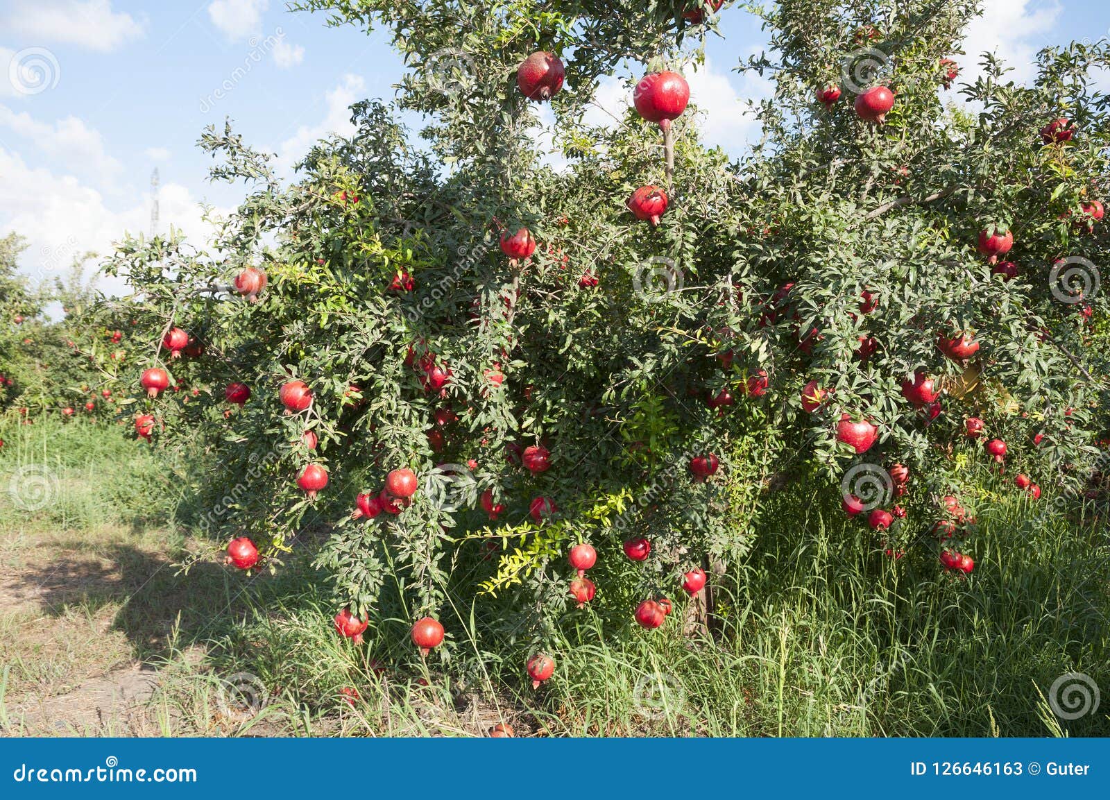 Plantation D'arbre De Grenade Image stock - Image du centrale, verger ...