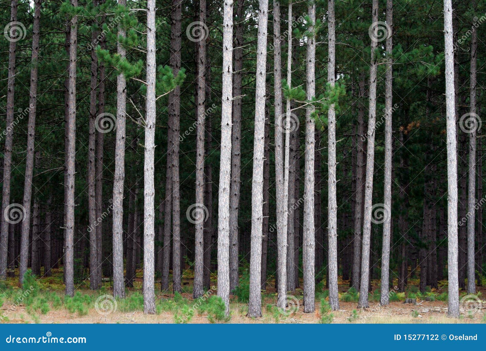 Plantation d'arbre de pin photo stock. Image du bois - 15277122