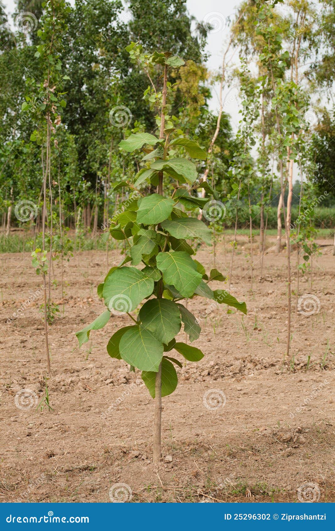 Plantation D'arbres De Teck Photo stock - Image du centrale, longtemps ...