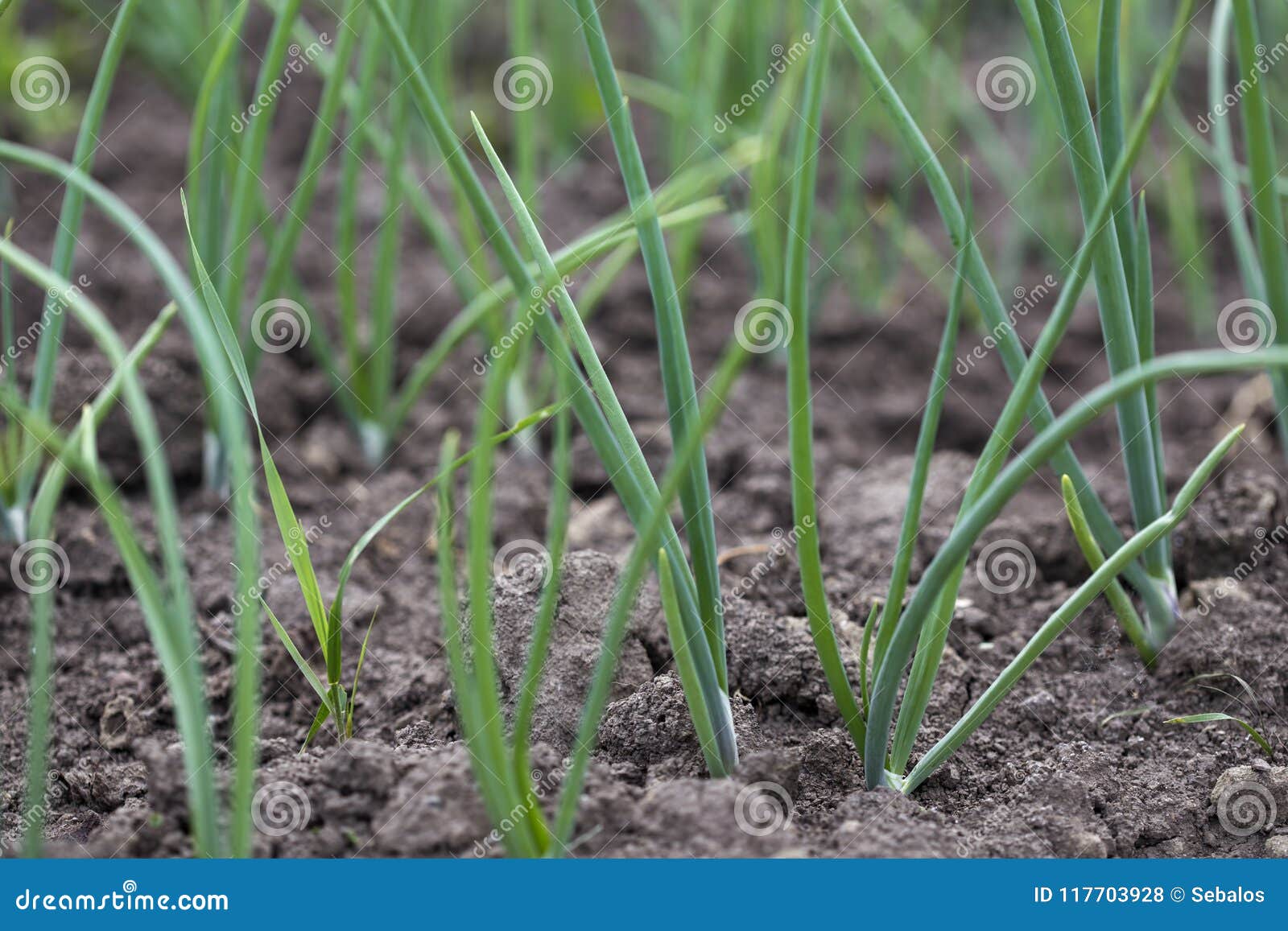Plantation D'oignon Dans Le Potager Photo stock - Image du champs ...