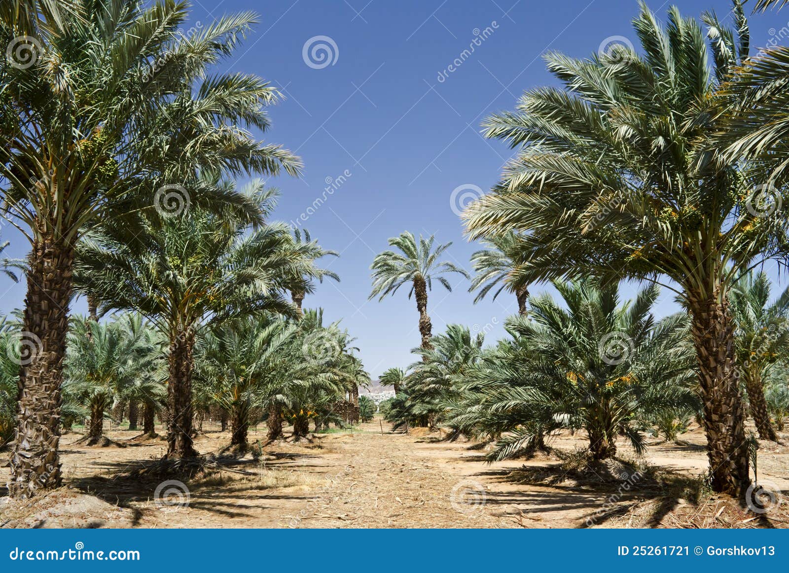 Plantation of Date Palms, Israel Stock Image - Image of date, journey ...