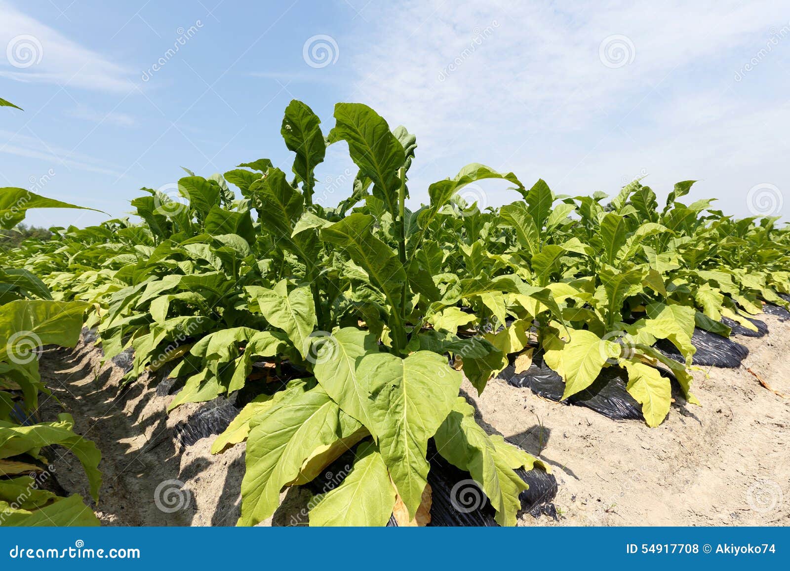 Plantation De Champ De Tabac Photo stock - Image du collecte, jour ...