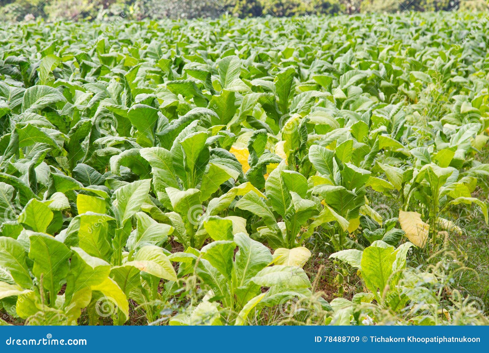 Plantation De Champ De Tabac Image stock - Image du nature, tabac: 78488709