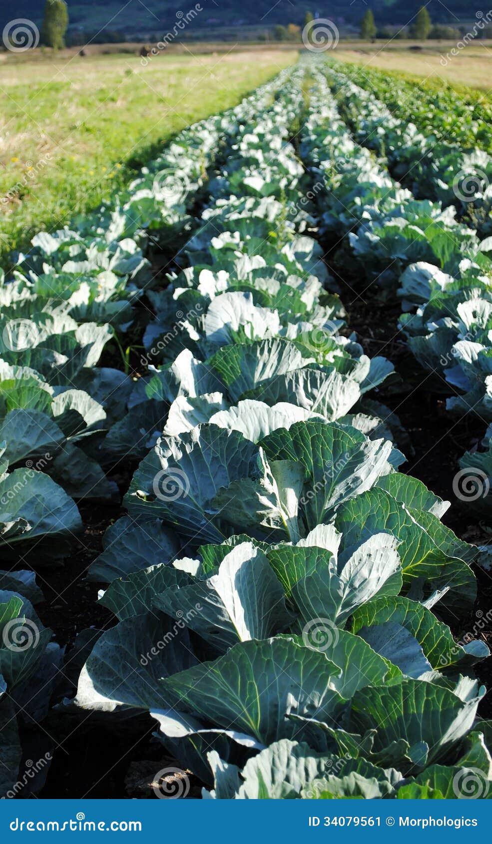 Plantation de chou image stock. Image du zones, était - 34079561