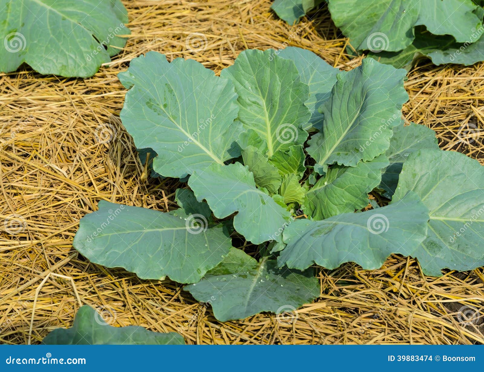 Plantation de chou commun photo stock. Image du frais - 39883474