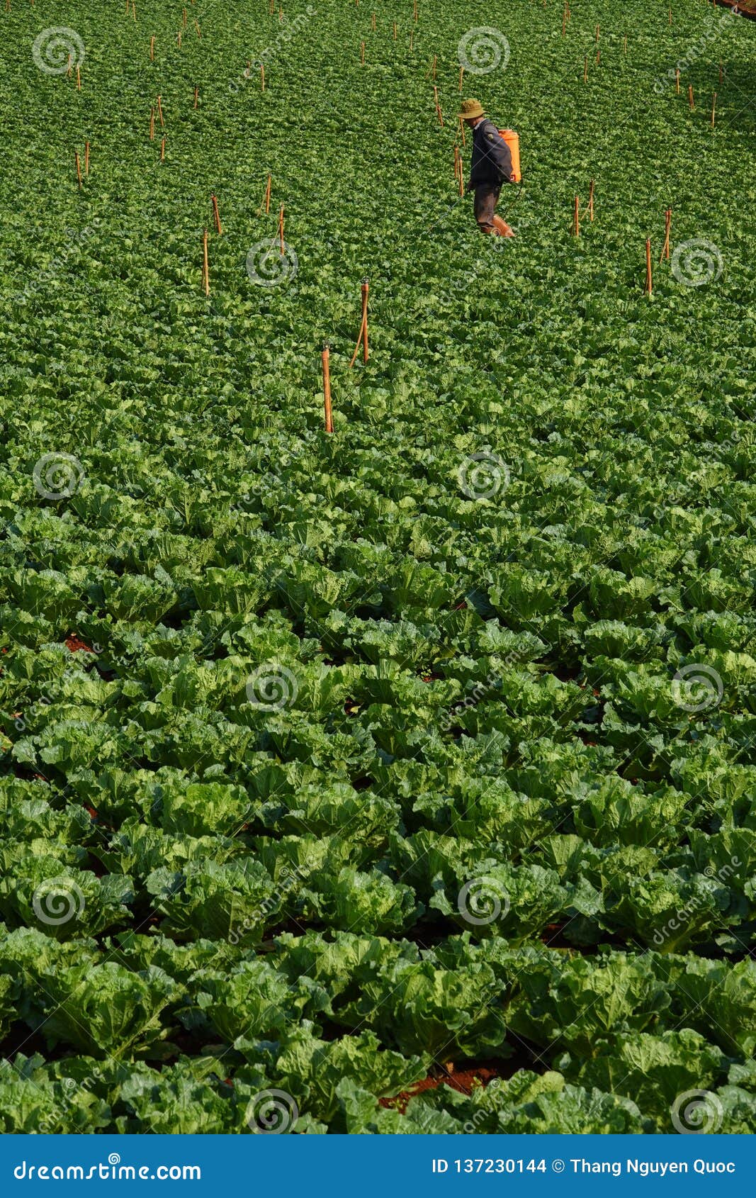Plantation De Chou Commun Dans Le Dalat Photo stock - Image du campagne ...