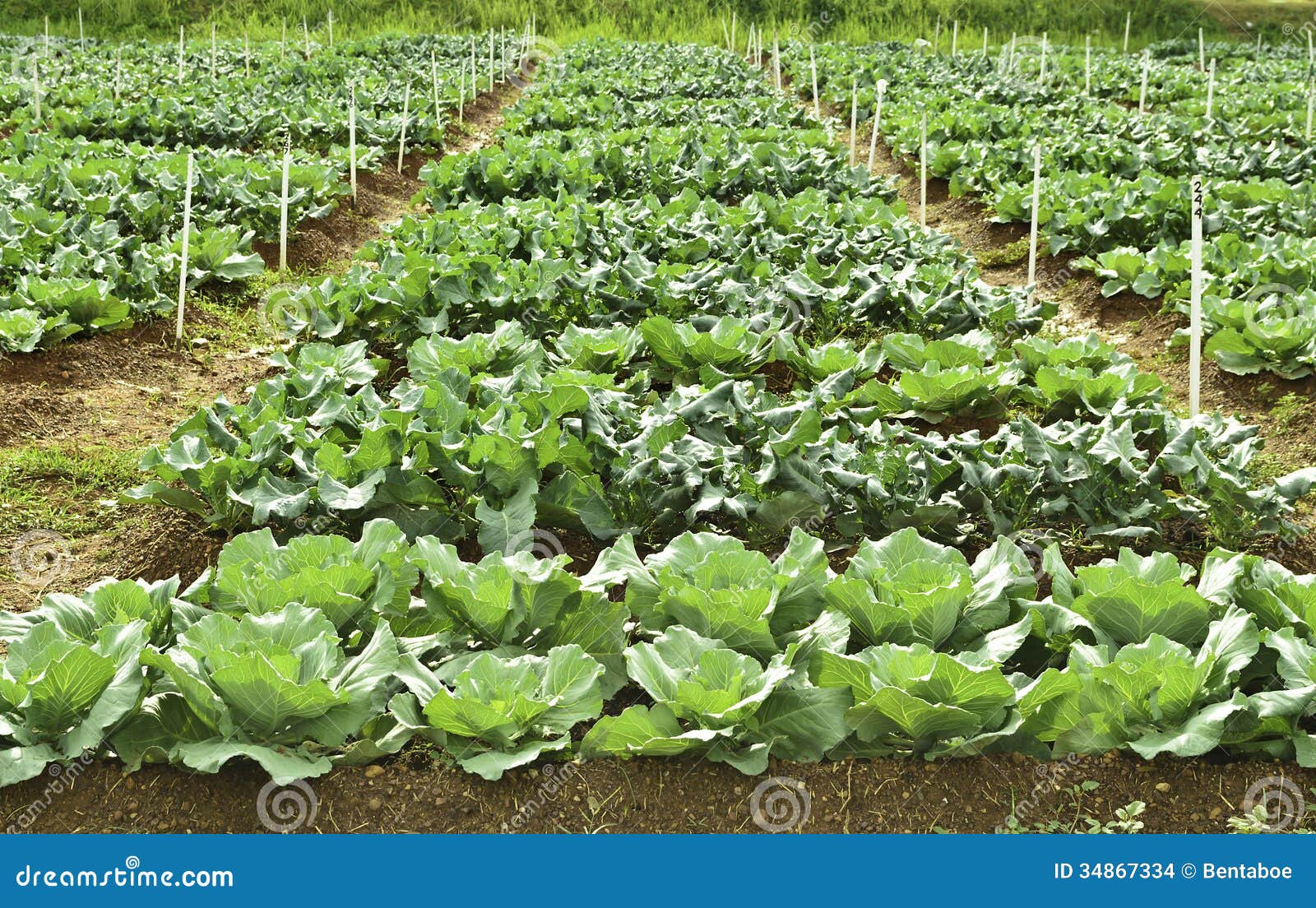 Plantation De Chou Et De Brocoli Photo stock - Image du brocoli ...
