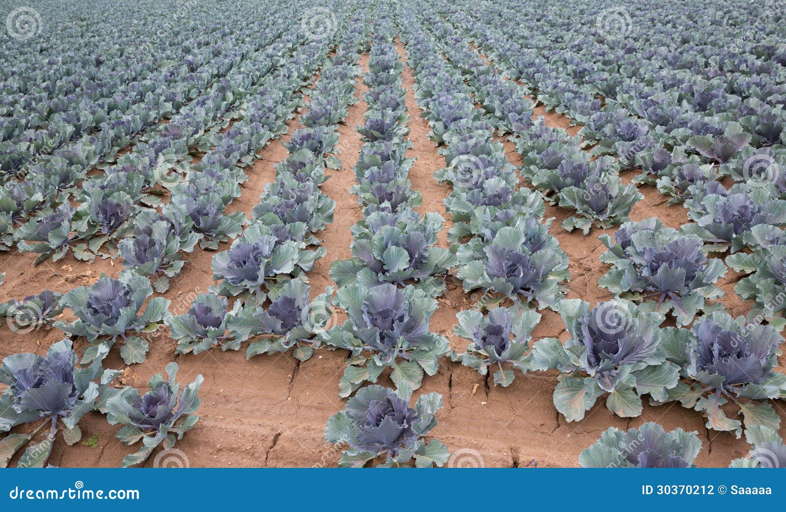 Plantation de chou rouge photo stock. Image du large - 30370212