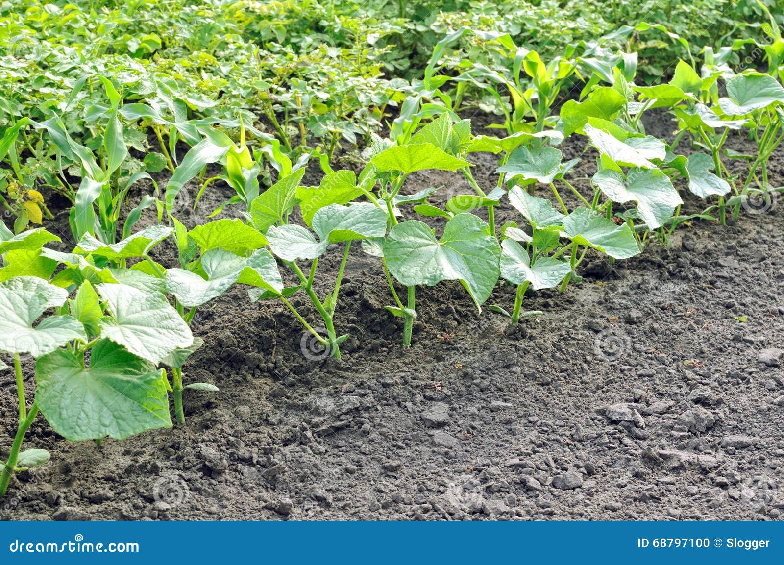 Plantation De Concombre Dans Le Potager Photo stock - Image du centrale ...
