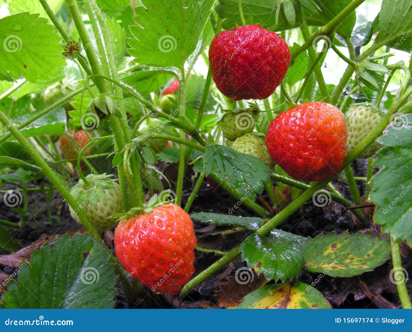 Plantation de fraise photo stock. Image of groupe, plantation - 15697174