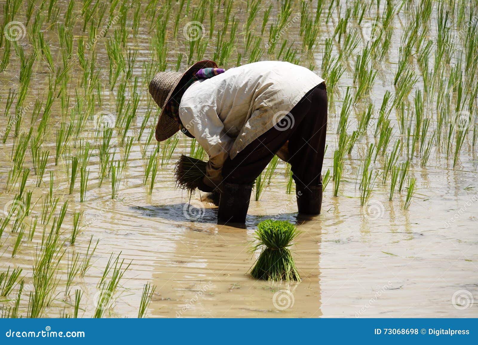 Plantation De Jeune Plante De Riz Photo stock éditorial - Image of ...