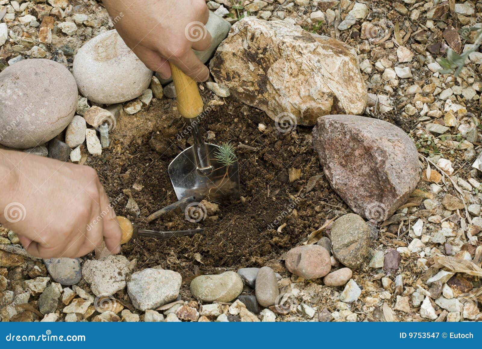 Plantation De La Pousse D'arbre De Pin Image stock - Image du outil ...