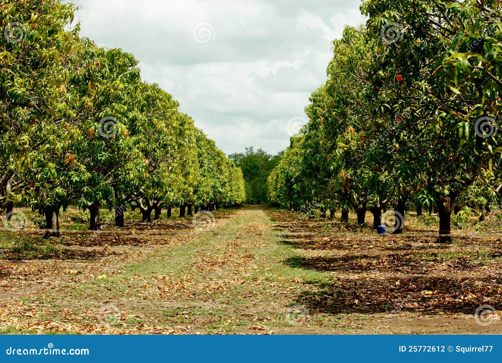 Plantation de manguier photo stock. Image du fruit, nordique - 25772612