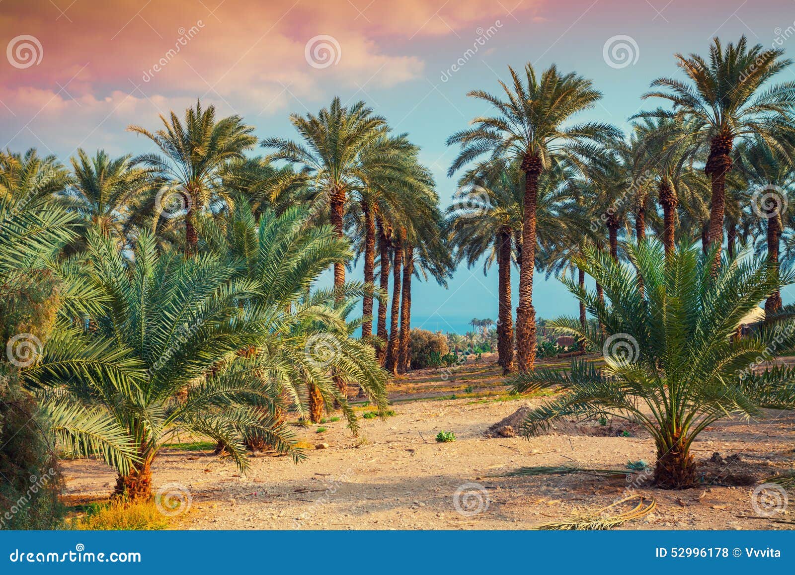 Plantation De Palmier Dattier Photo stock - Image du aube, culture ...