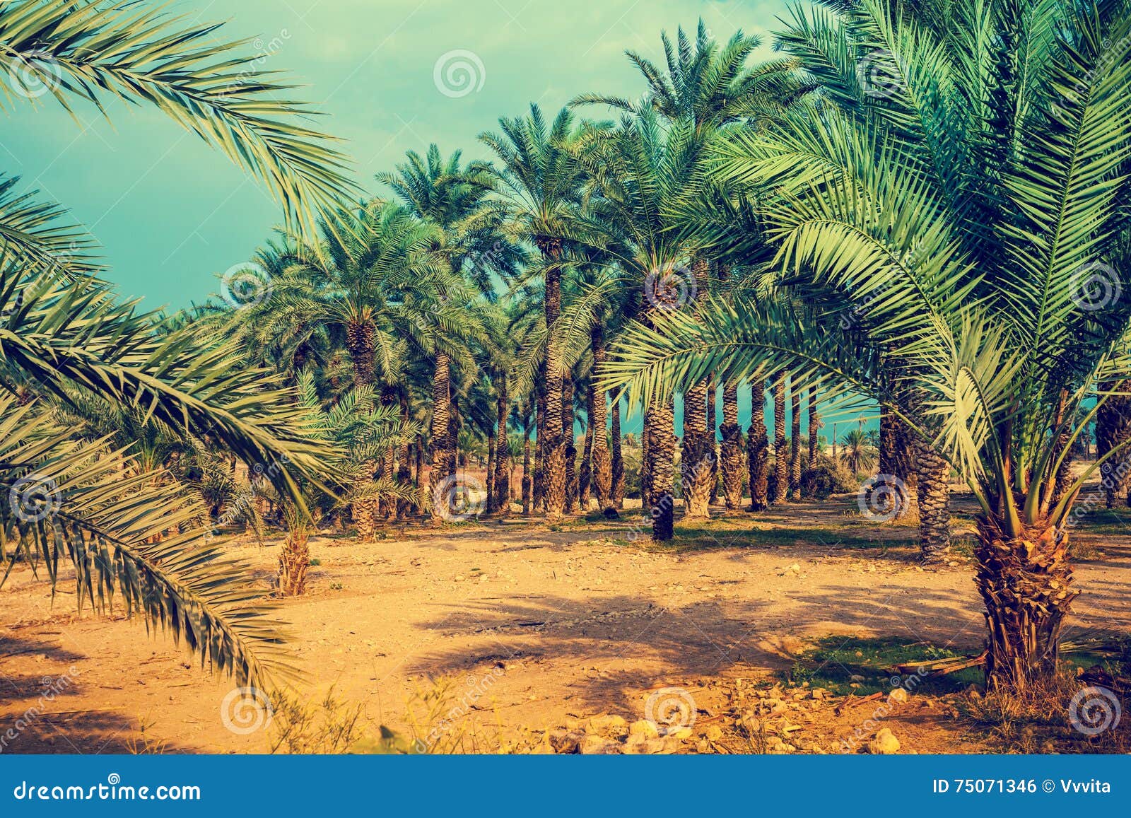 Plantation De Palmier Dattier Photo stock - Image of tropical, cordon ...