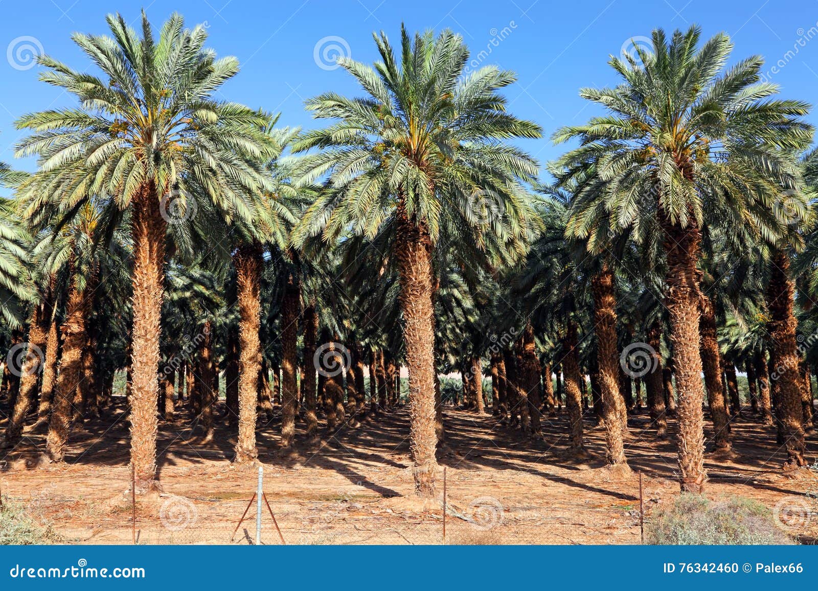 Plantation De Palmier Dattier Photo stock - Image du cultivez, paume ...