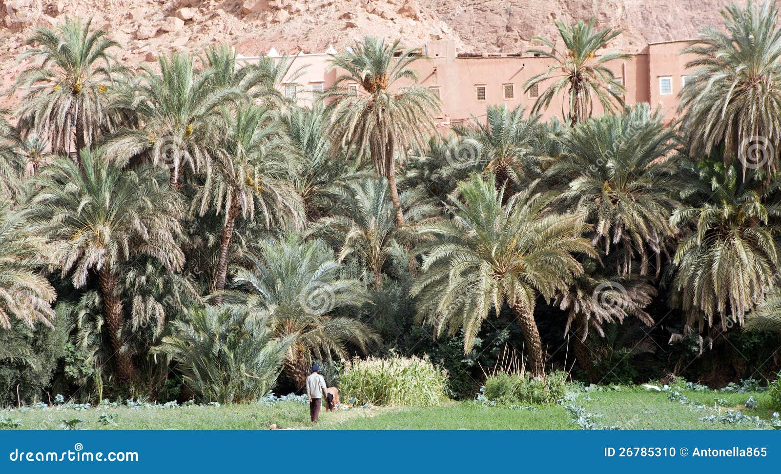 Plantation De Palmier De Datte Image éditorial - Image du afrique ...