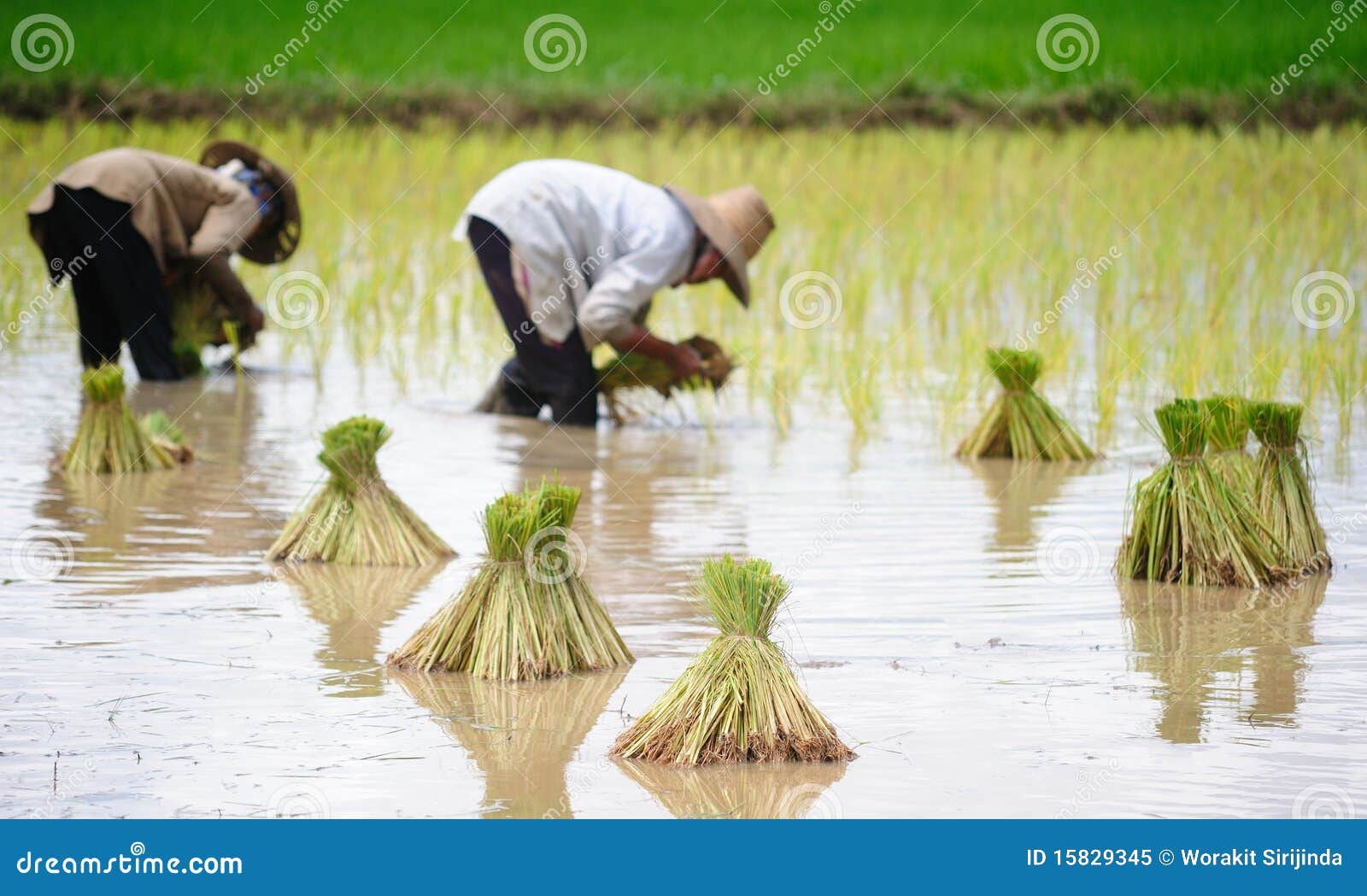 Plantation de riz image stock. Image du jasmin, moisson - 15829345